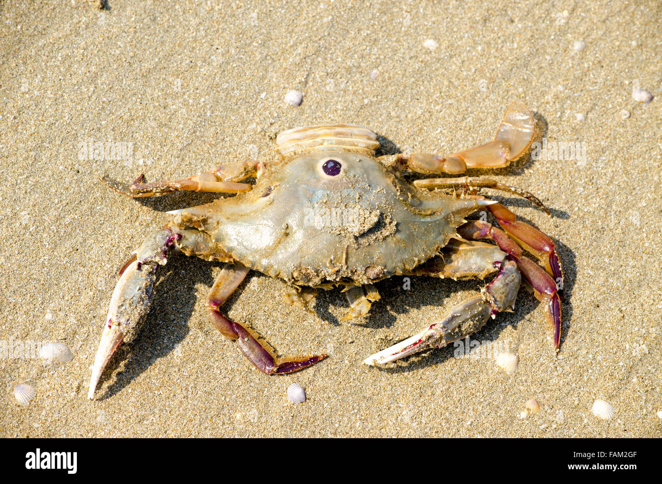 Eine krabbe -Fotos und -Bildmaterial in hoher Auflösung – Alamy