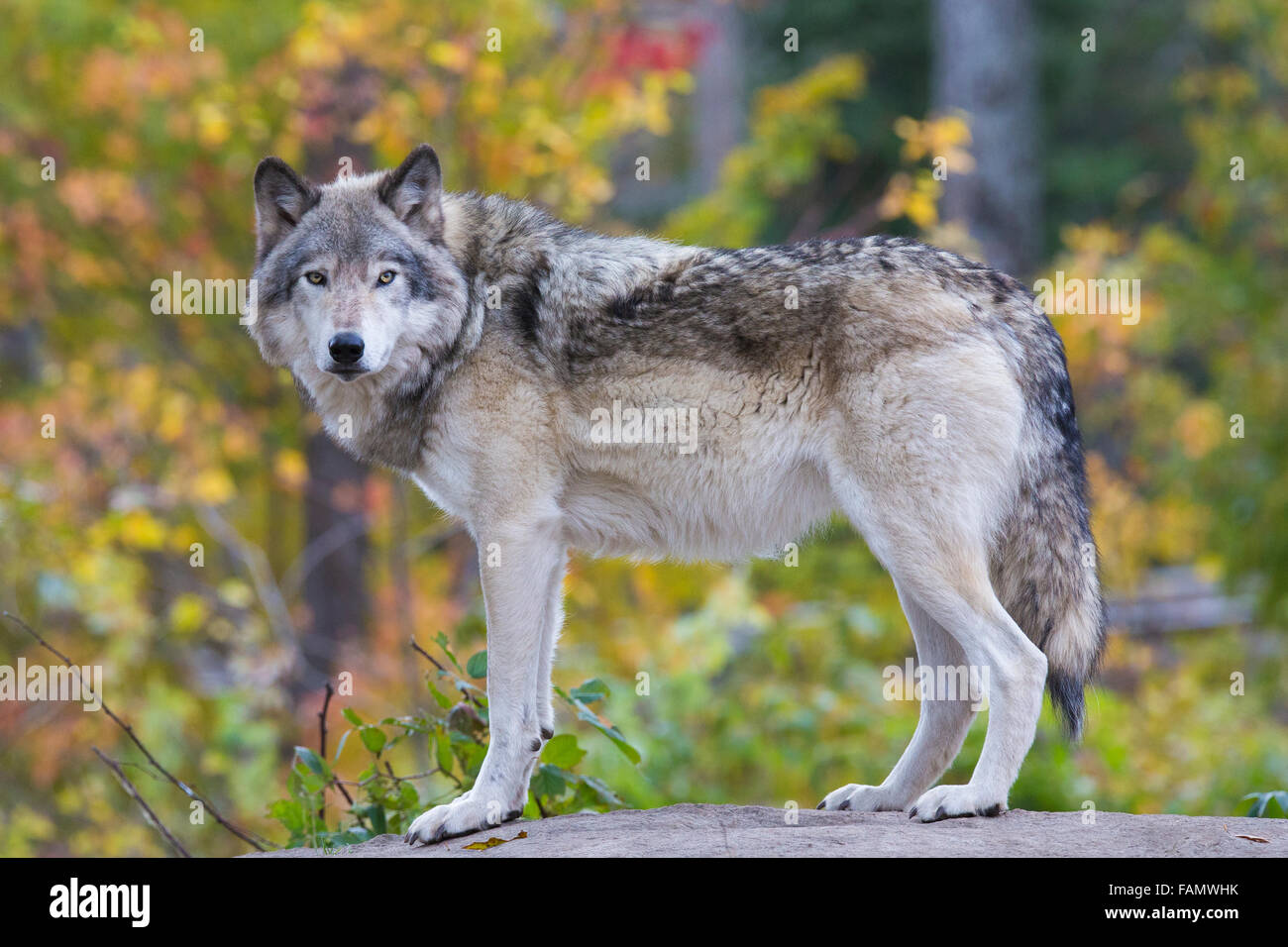 Alpha Male Timber Wolf In Stockfotos und -bilder Kaufen - Alamy
