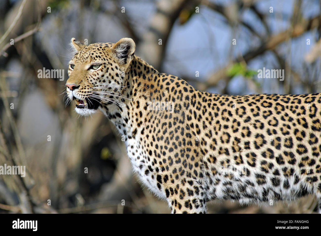 Leopard beute im baum -Fotos und -Bildmaterial in hoher Auflösung – Alamy