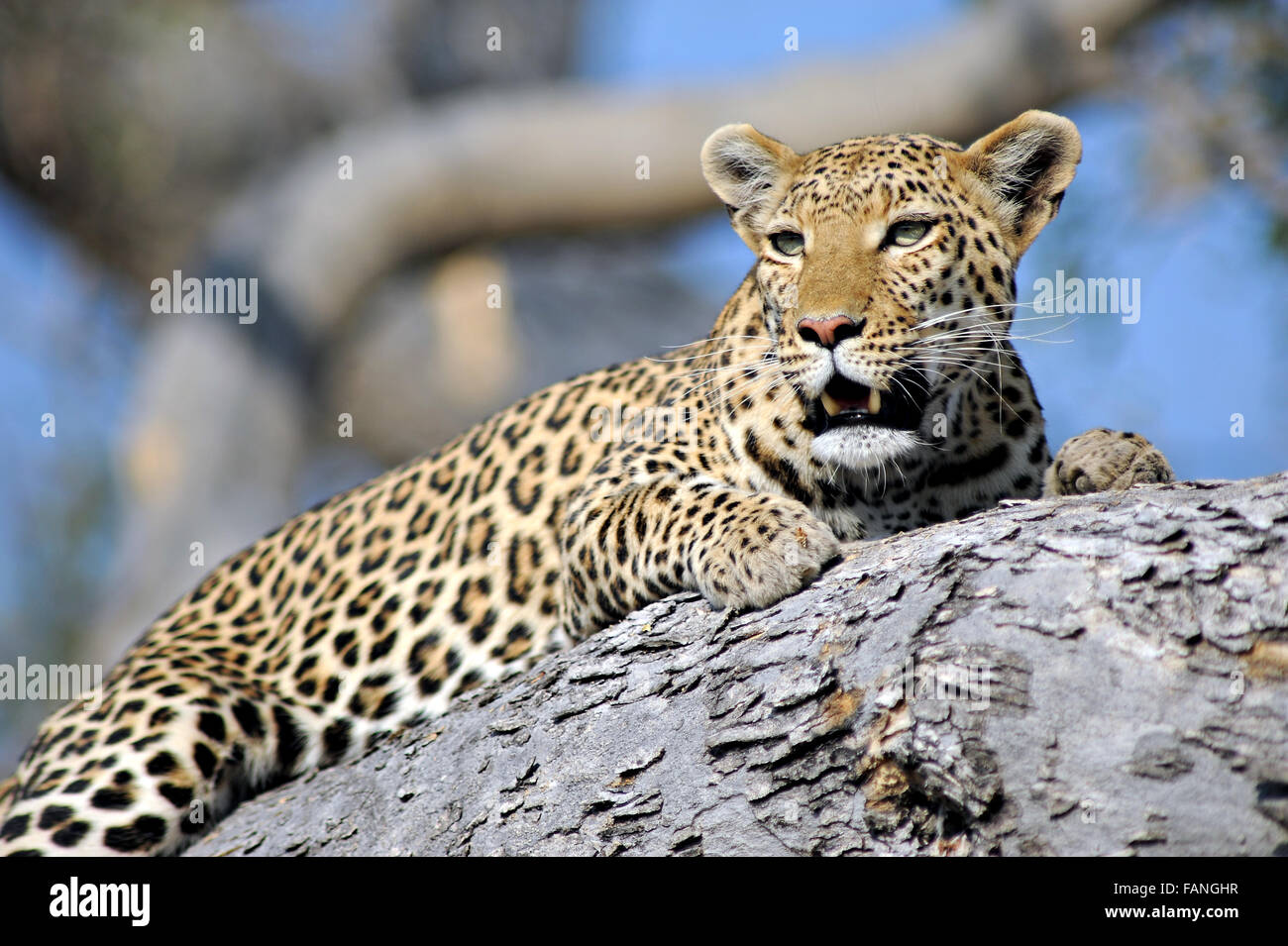 Leopard beute im baum -Fotos und -Bildmaterial in hoher Auflösung – Alamy