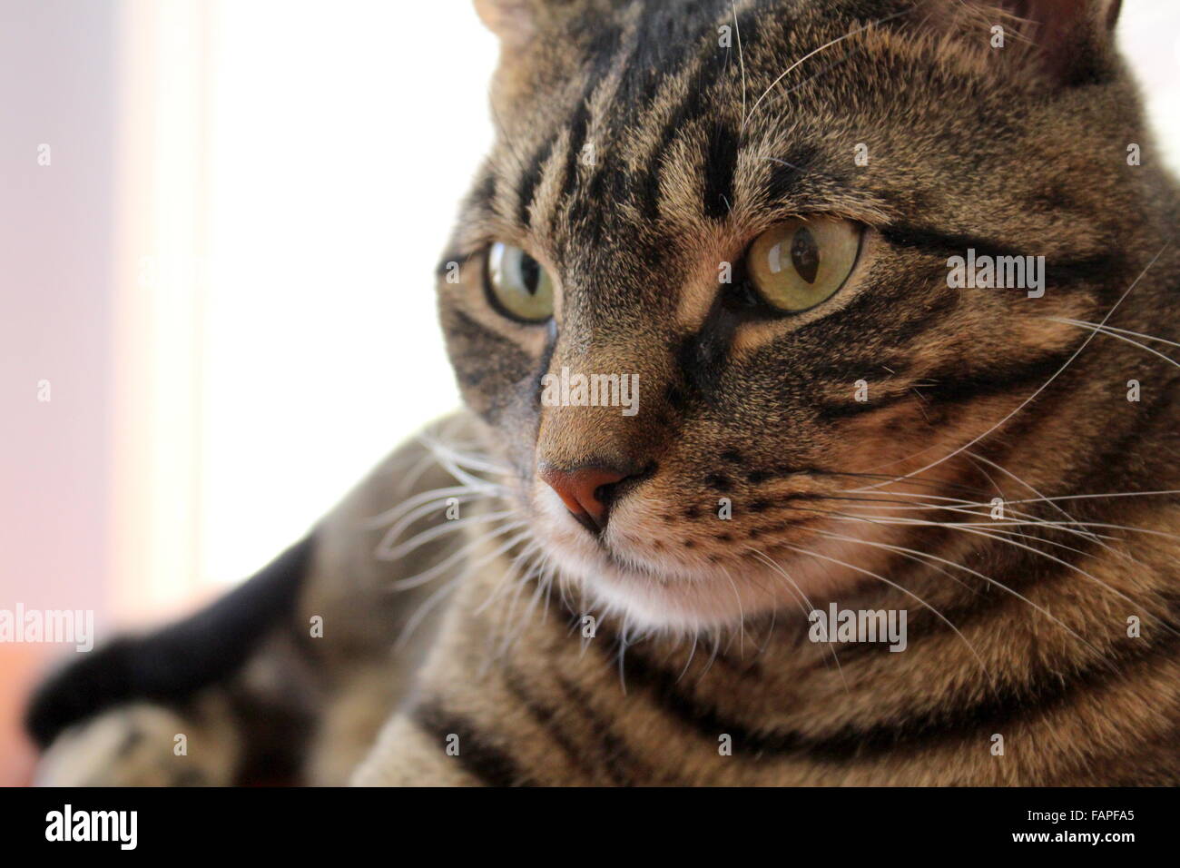 Zahmer tiger -Fotos und -Bildmaterial in hoher Auflösung – Alamy
