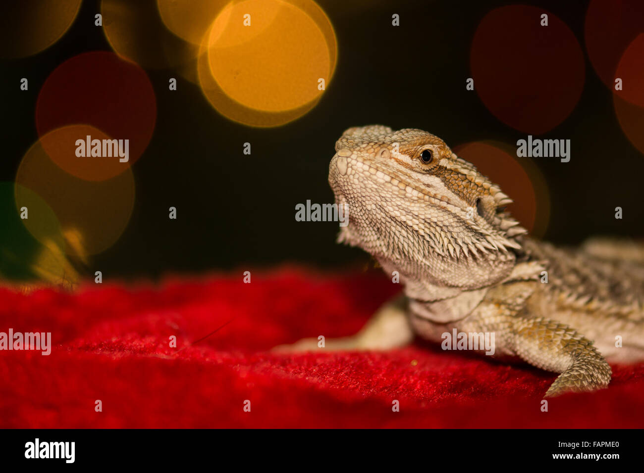 Bartagame zu weihnachten -Fotos und -Bildmaterial in hoher Auflösung ...