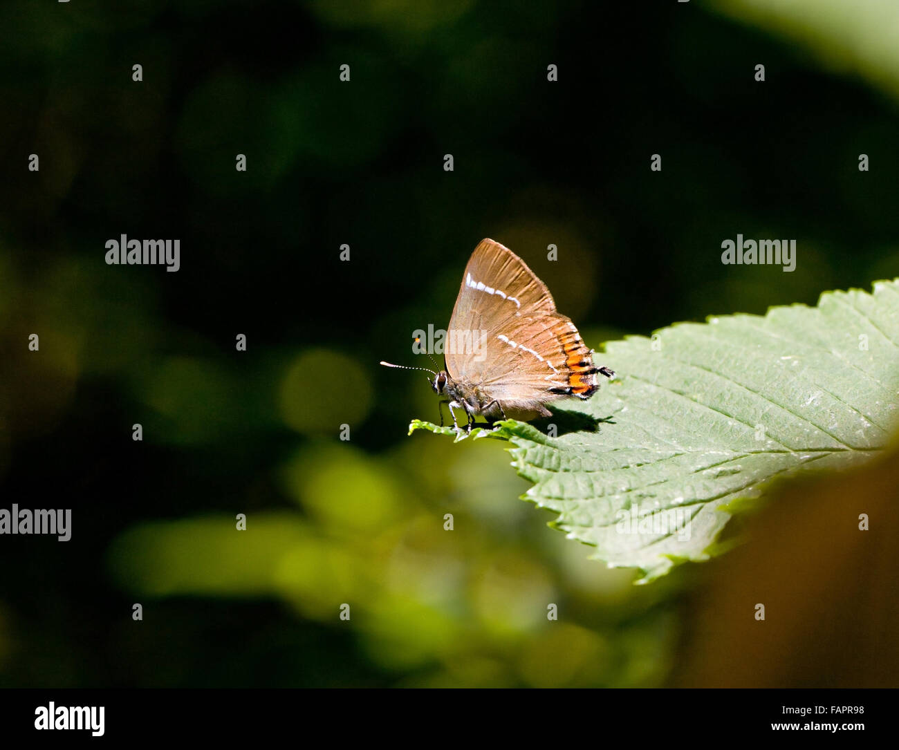 Schmetterling fermyn wald northamptonshire england -Fotos und ...