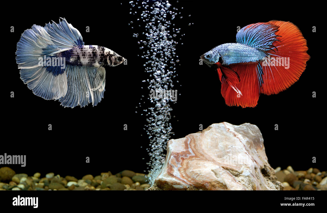 Two betta fish siamese fighting -Fotos und -Bildmaterial in hoher Auflösung – Alamy