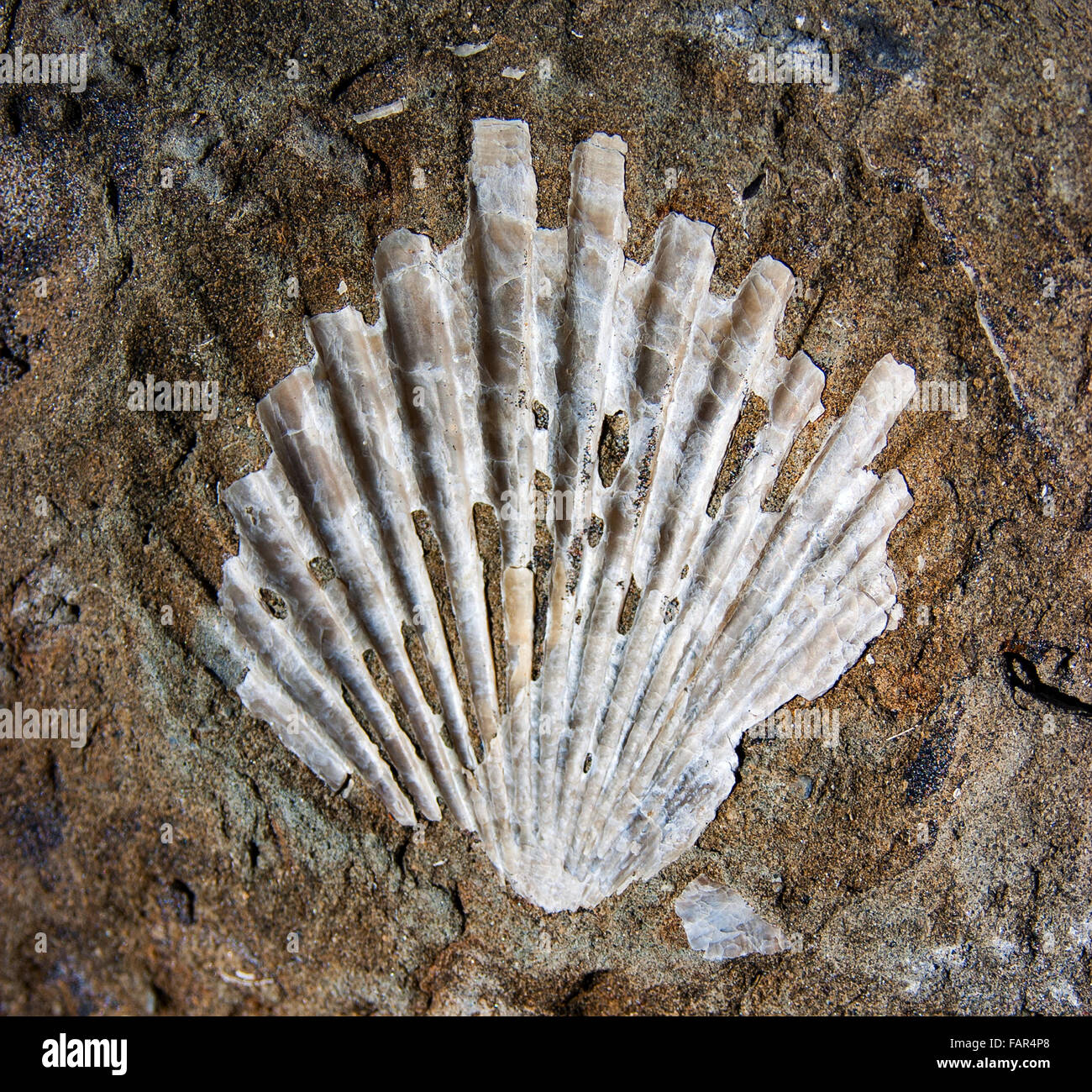 Prehistoric shell -Fotos und -Bildmaterial in hoher Auflösung – Alamy