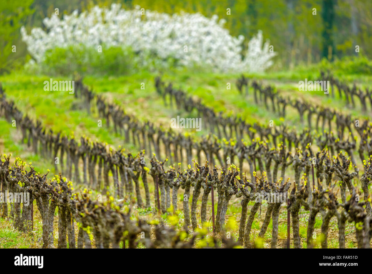 Weinberg im frühling -Fotos und -Bildmaterial in hoher Auflösung – Alamy
