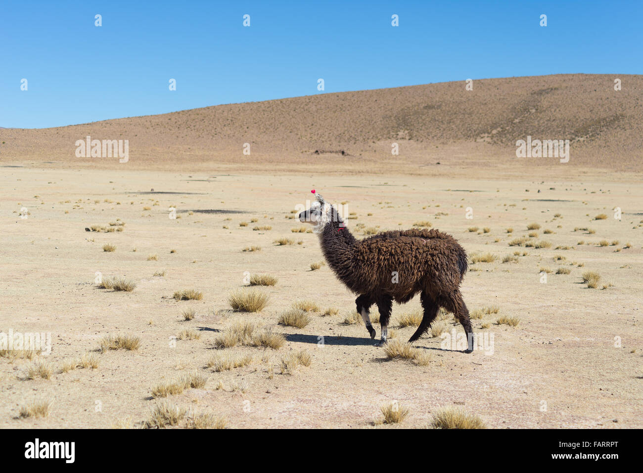 Alpaca Peru Stockfotos und -bilder Kaufen - Alamy