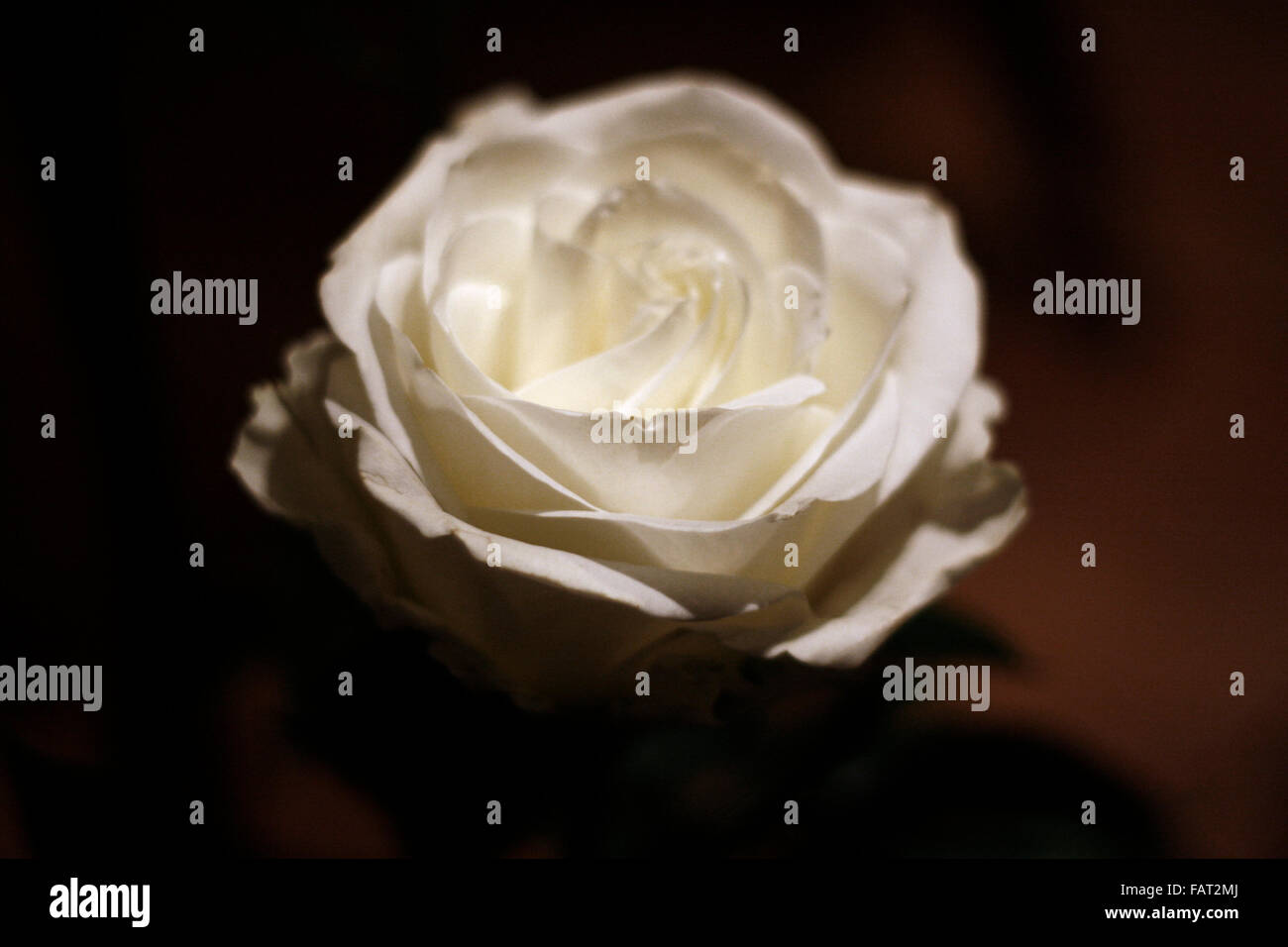 Weisse Rose Stockfotos und -bilder Kaufen - Alamy