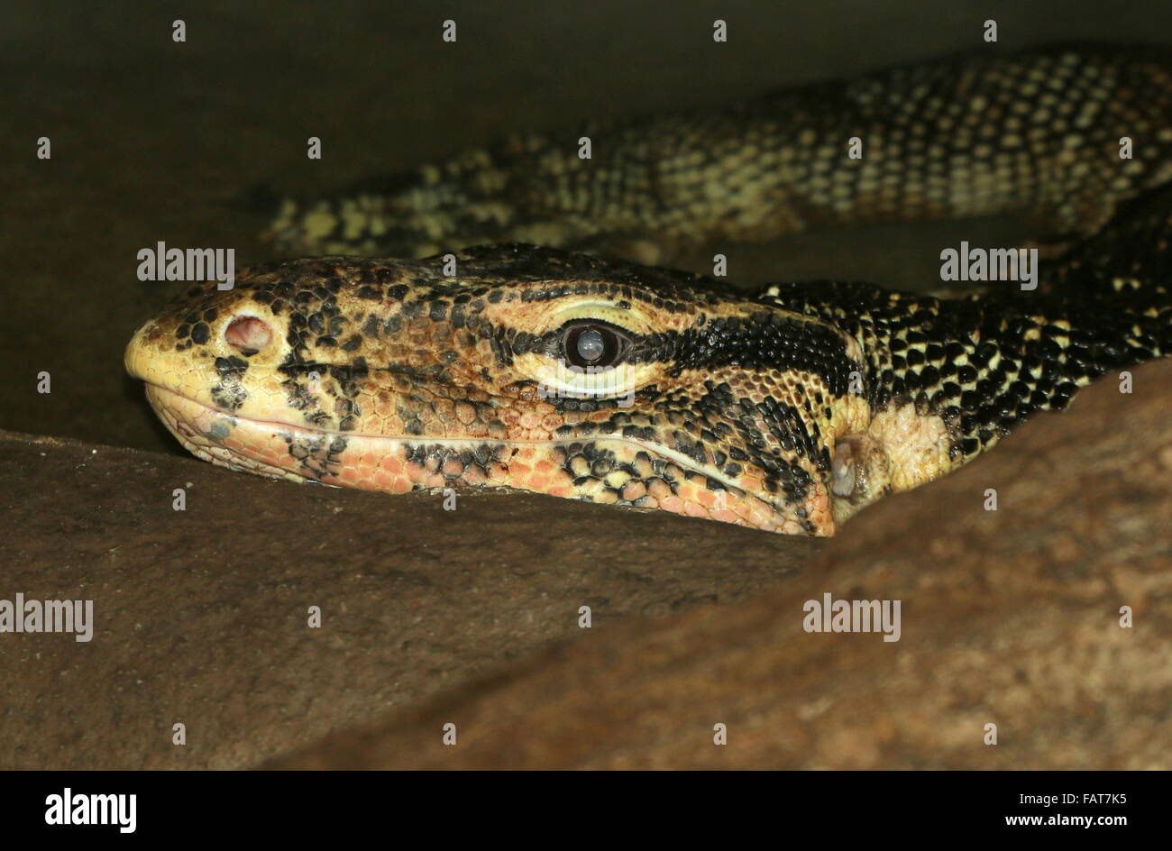 Southeast asian water monitor lizard -Fotos und -Bildmaterial in hoher ...