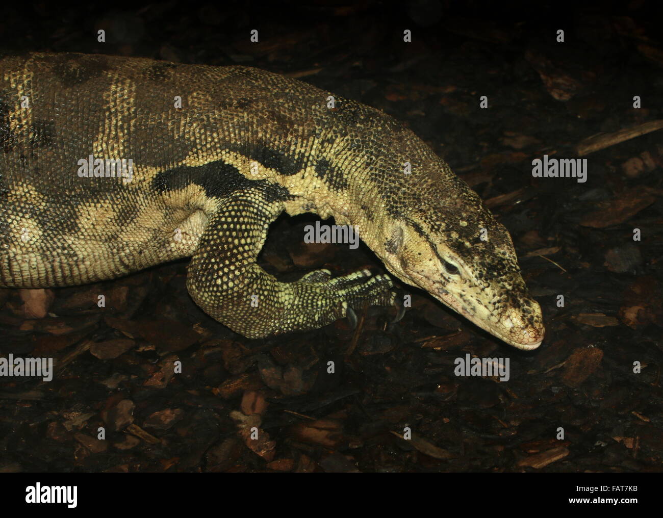 Varano Malaio Stockfotos und -bilder Kaufen - Alamy