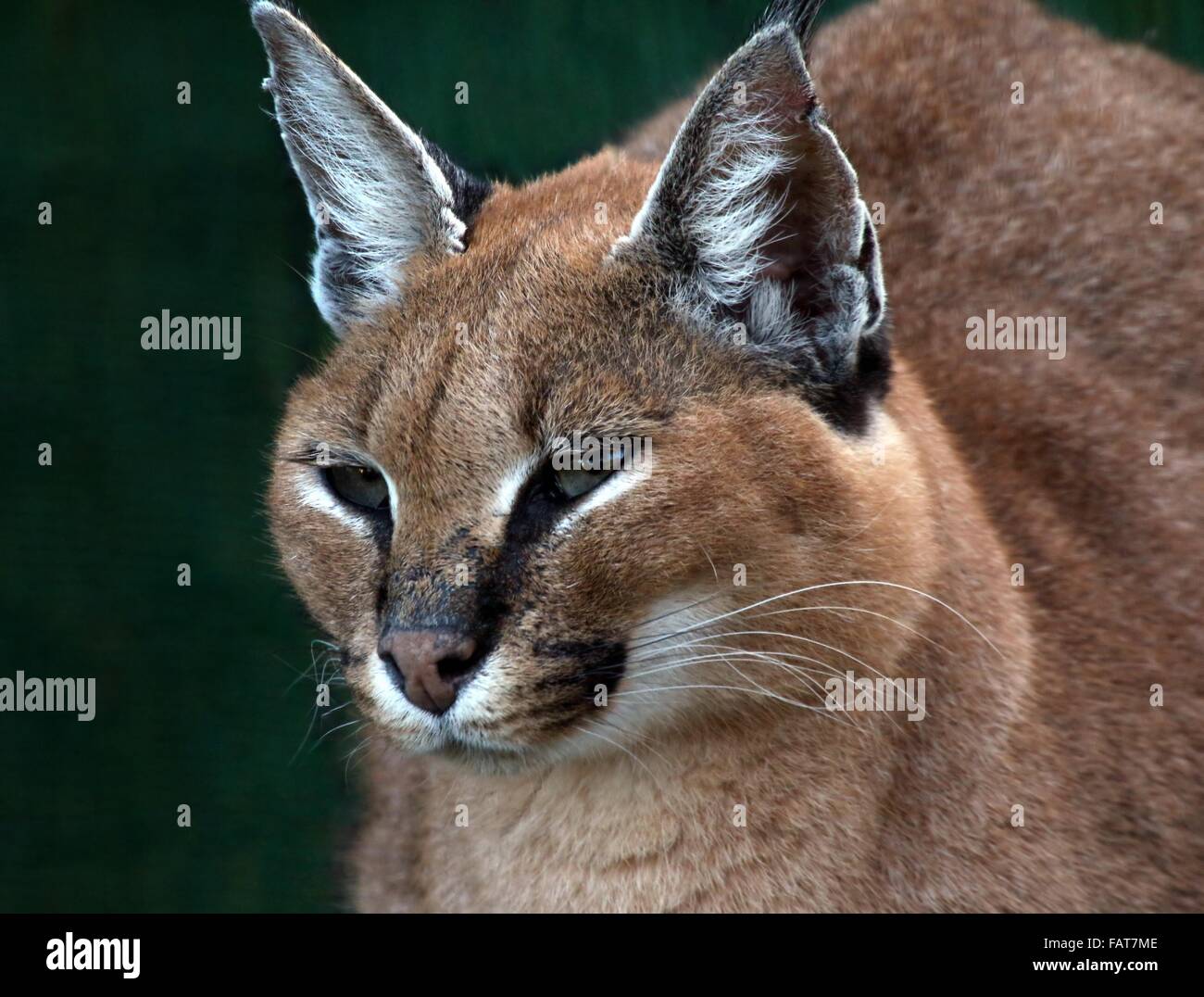 Profelis caracal -Fotos und -Bildmaterial in hoher Auflösung – Alamy