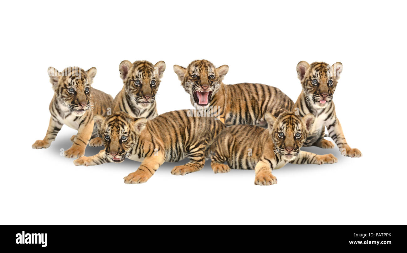 Tiger schatten -Fotos und -Bildmaterial in hoher Auflösung – Alamy