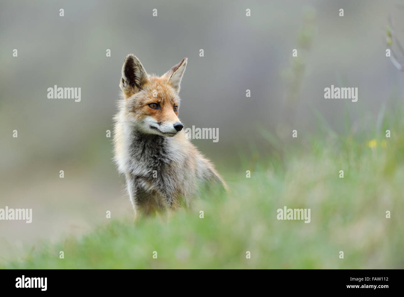 Europäischer Rotfuchs / Rotfuchs ( Vulpes vulpes ) sitzt auf einer ...
