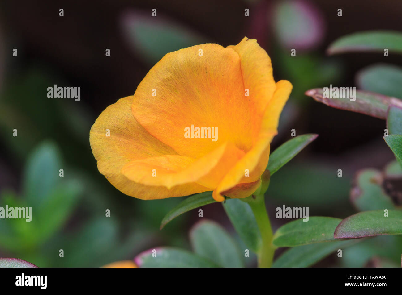 Botanik wald -Fotos und -Bildmaterial in hoher Auflösung – Alamy