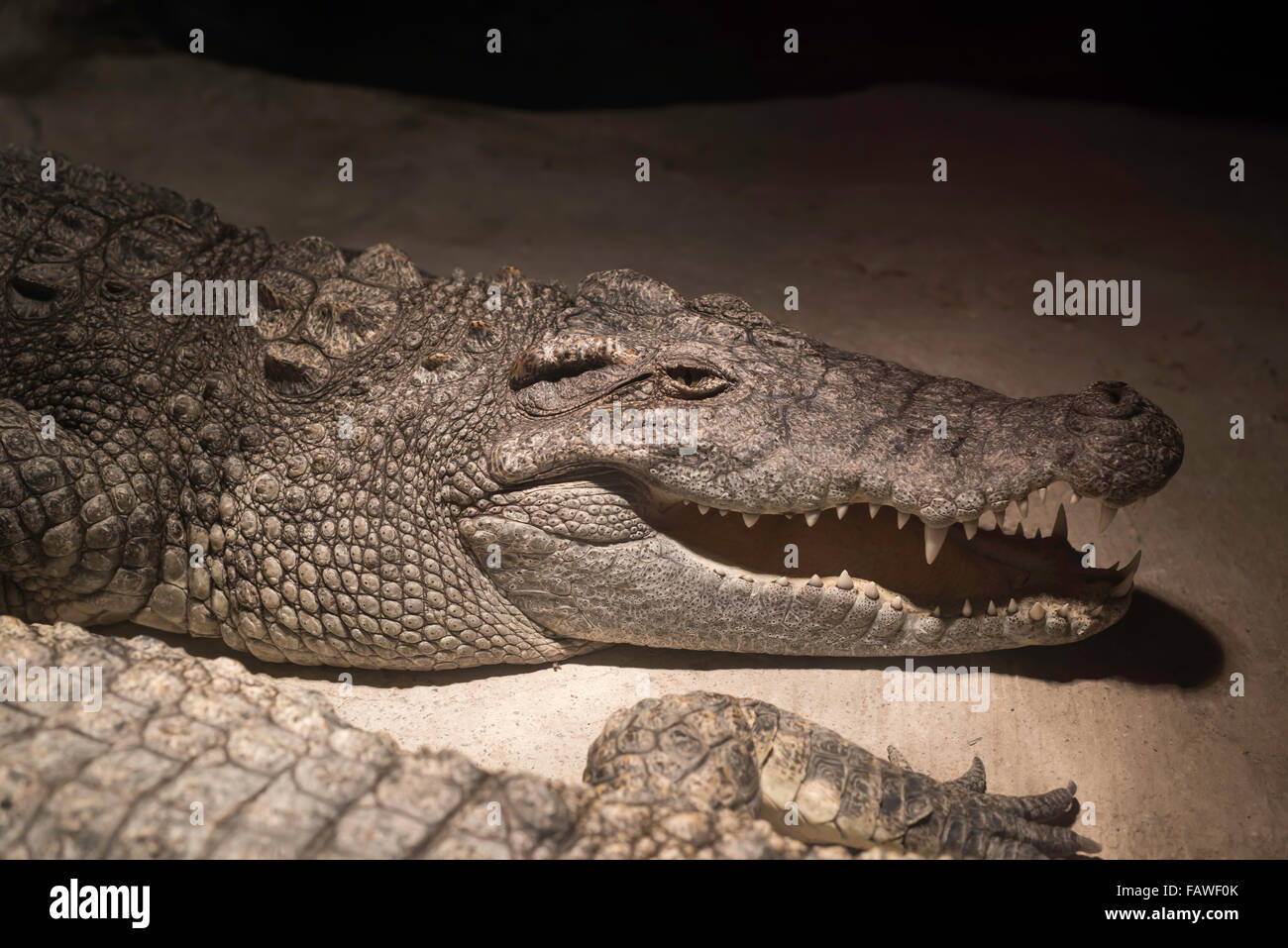 Crocodile cage -Fotos und -Bildmaterial in hoher Auflösung – Alamy