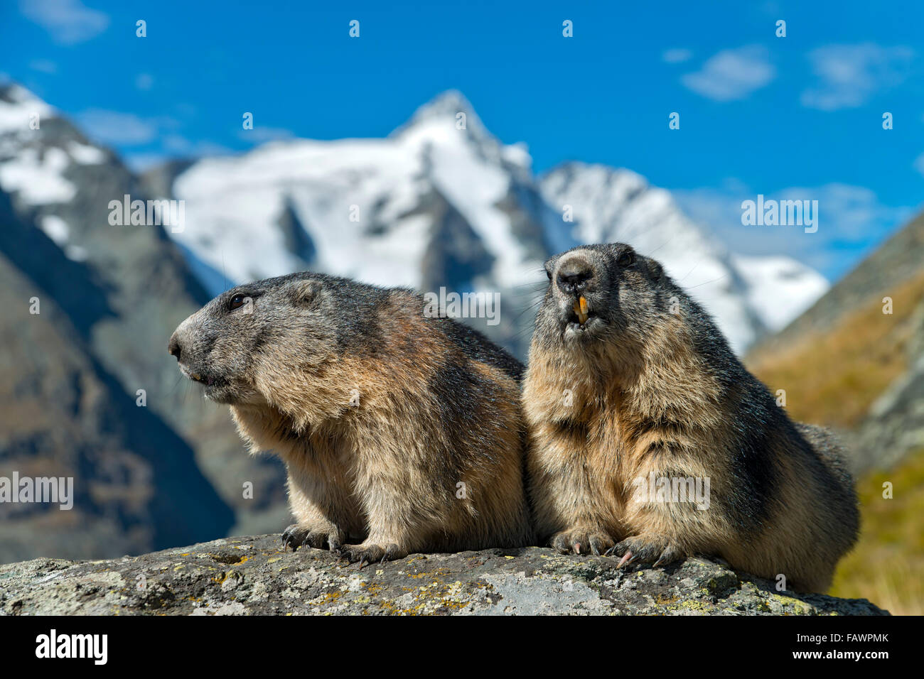 Alpine Murmeltiere (Marmota Marmota), Grossglockner hinter, Kaiser-Franz-Josefs-Höhe ...