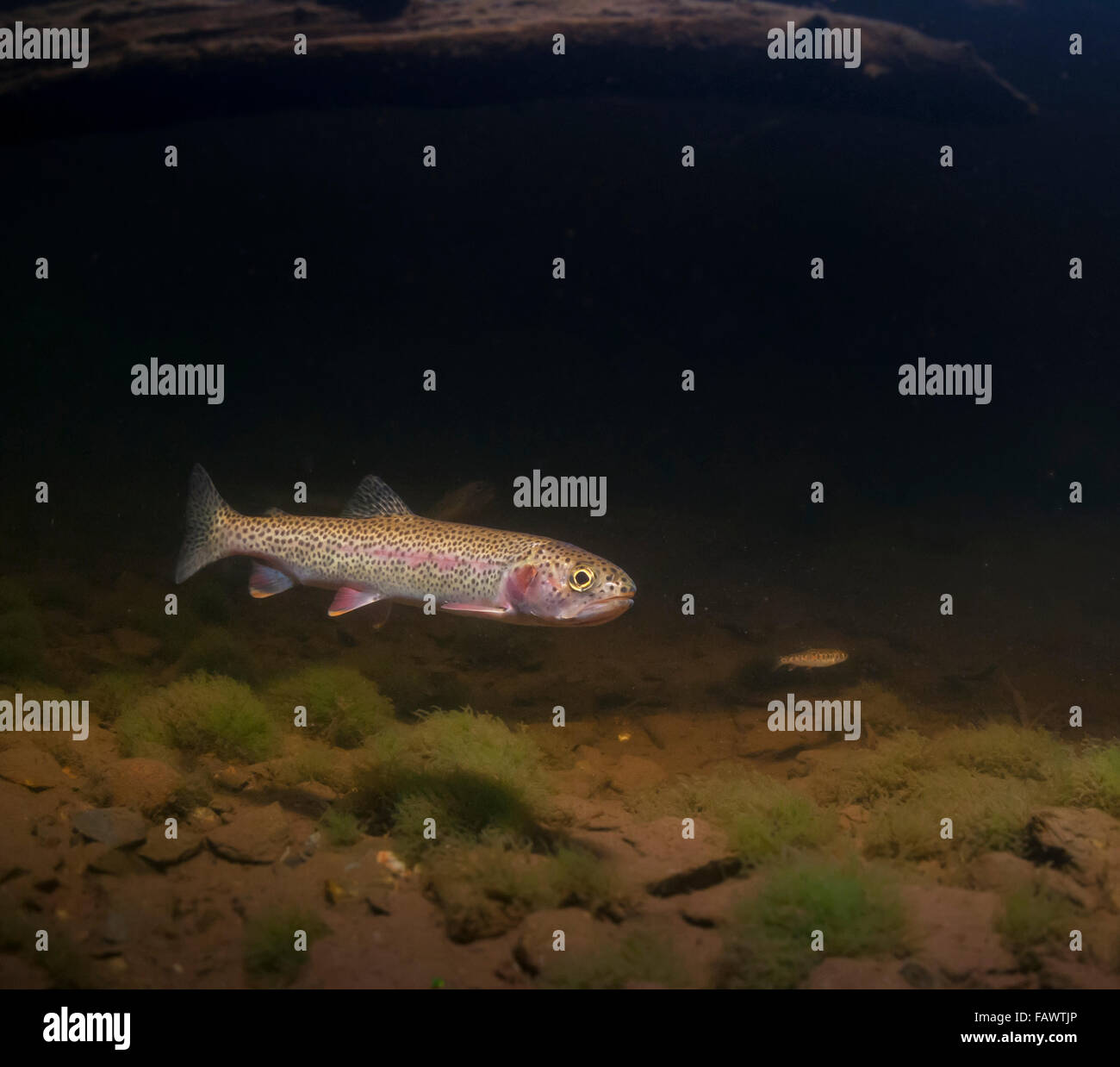 Coastal Cutthroat Forelle (Oncorhynchus Clarkii Clarkii), Erwachsene ...