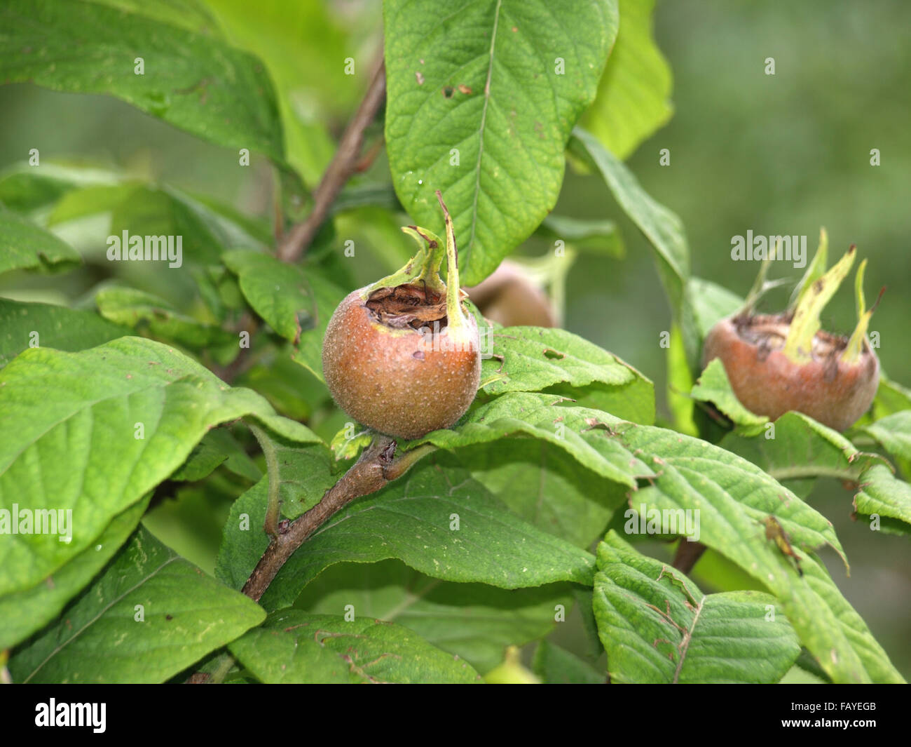 Mispel auf baum -Fotos und -Bildmaterial in hoher Auflösung – Alamy
