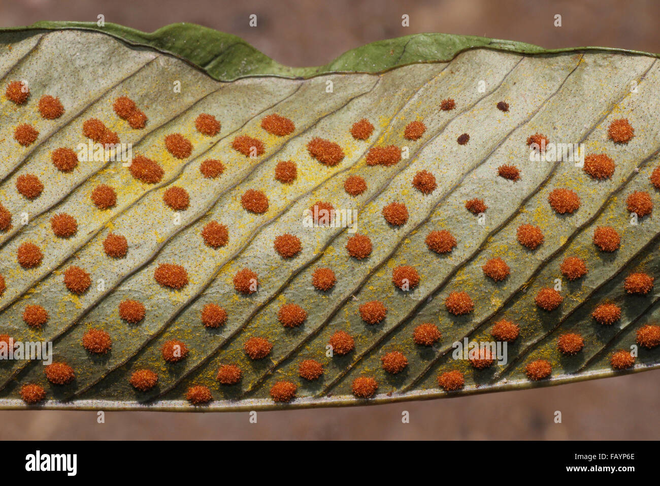 Anatomie Pflanze Stockfotos und -bilder Kaufen - Alamy