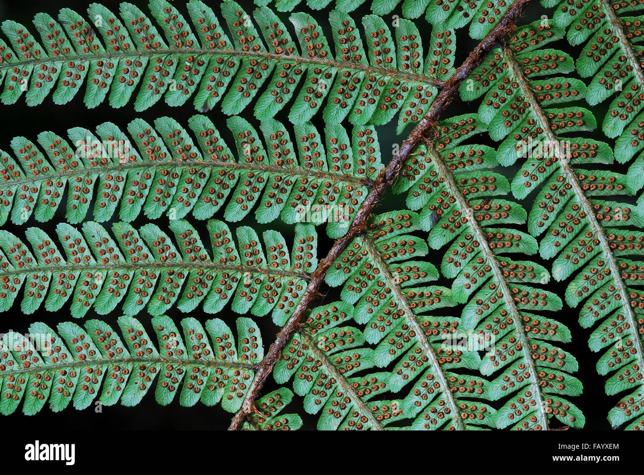 Fern spore case -Fotos und -Bildmaterial in hoher Auflösung – Alamy