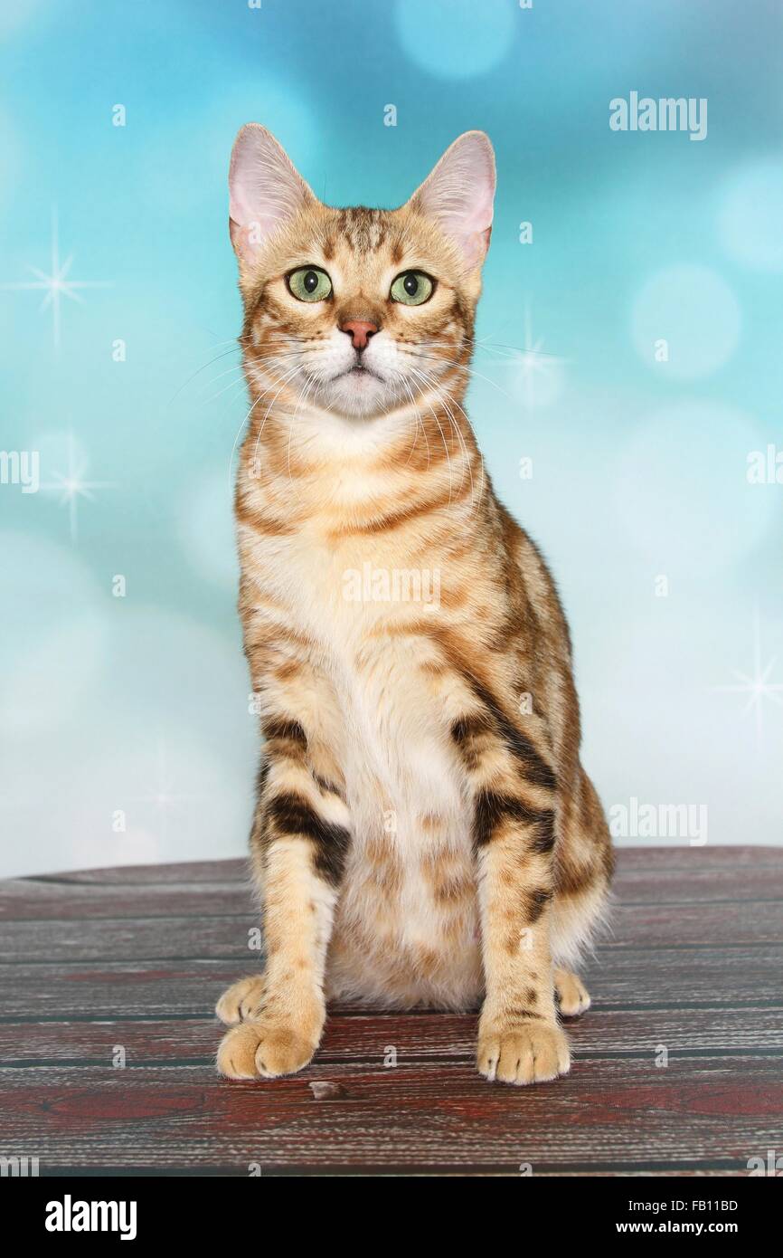 Eine sitzende katze -Fotos und -Bildmaterial in hoher Auflösung – Alamy