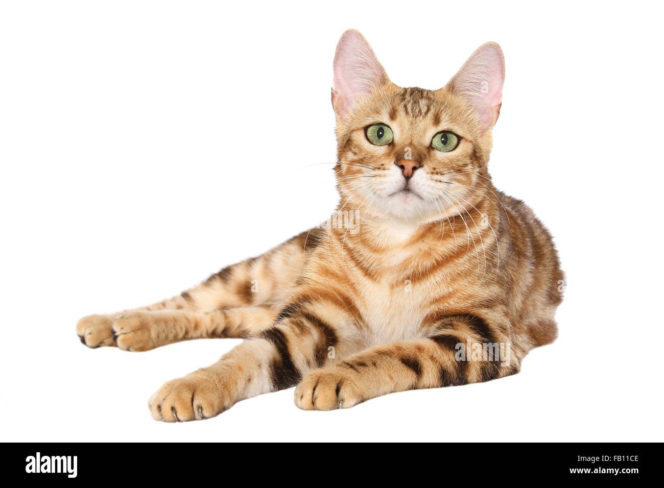 Katze liegend Ausgeschnittene Stockfotos und -bilder - Alamy