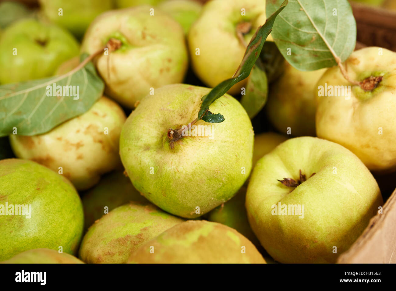 Apfel quitten -Fotos und -Bildmaterial in hoher Auflösung – Alamy
