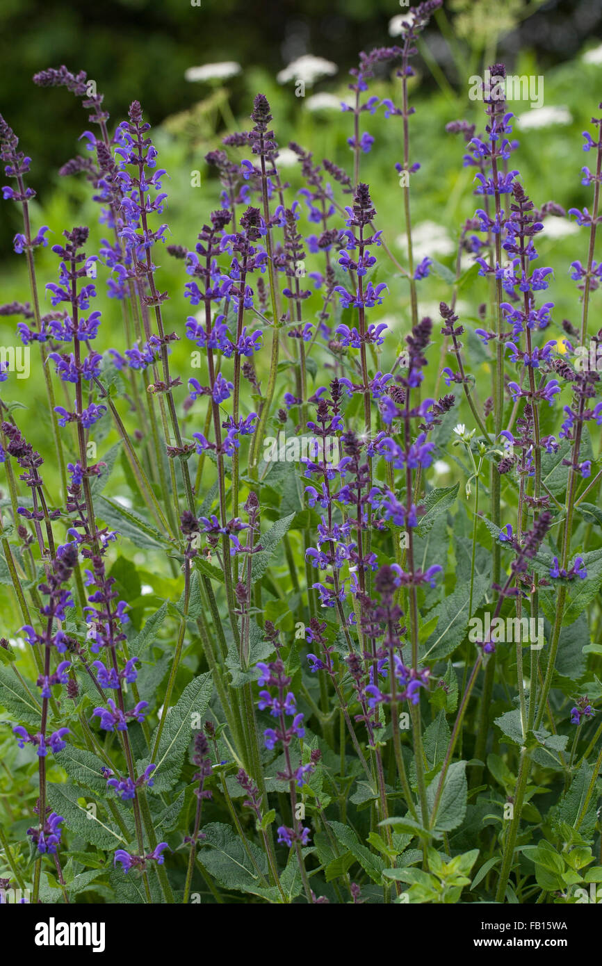 Woodland-Salbei, Wald-Salbei, Balkan Clary, wilder Salbei ...