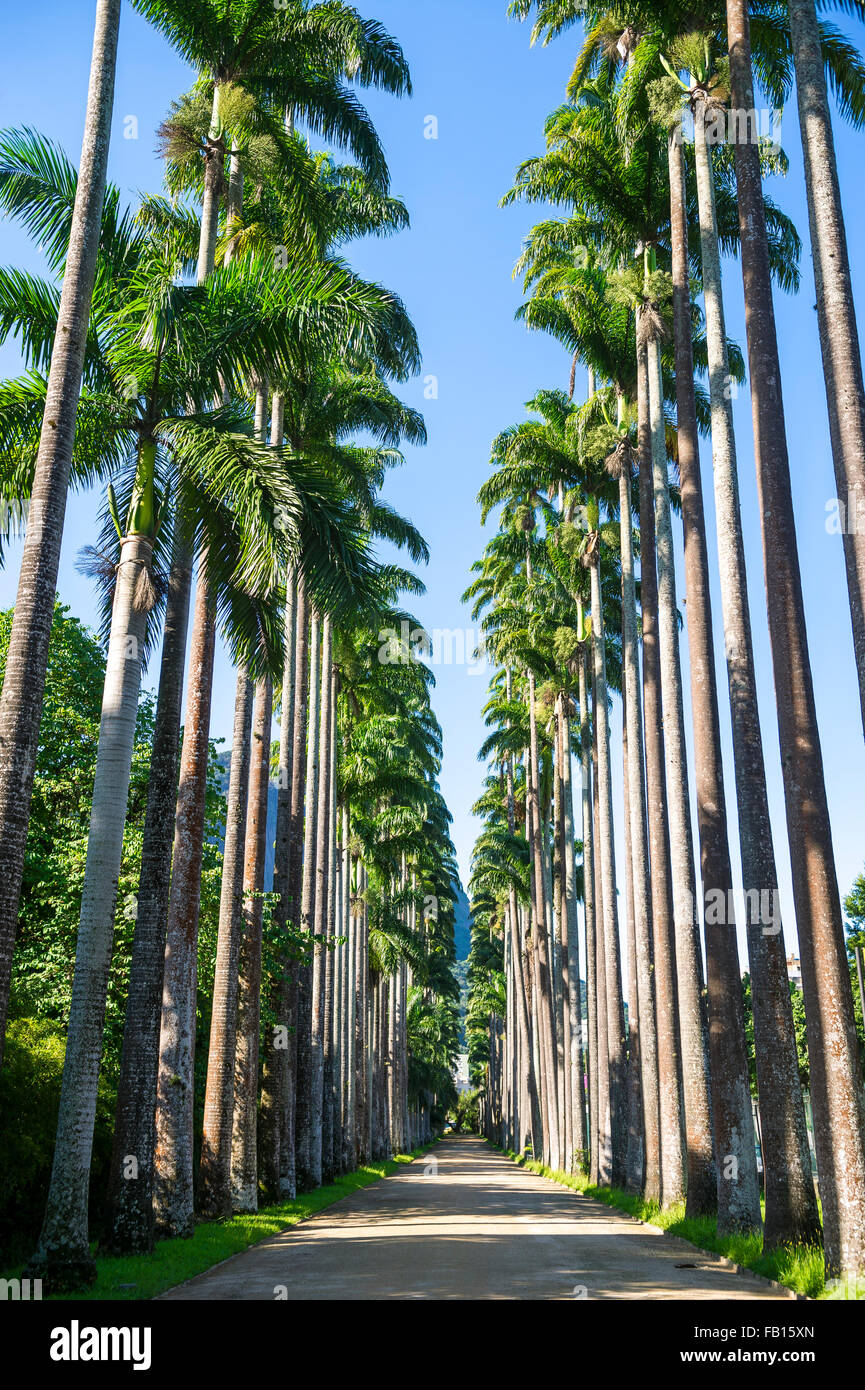 Allee Der Palmen Stockfotos und -bilder Kaufen - Alamy