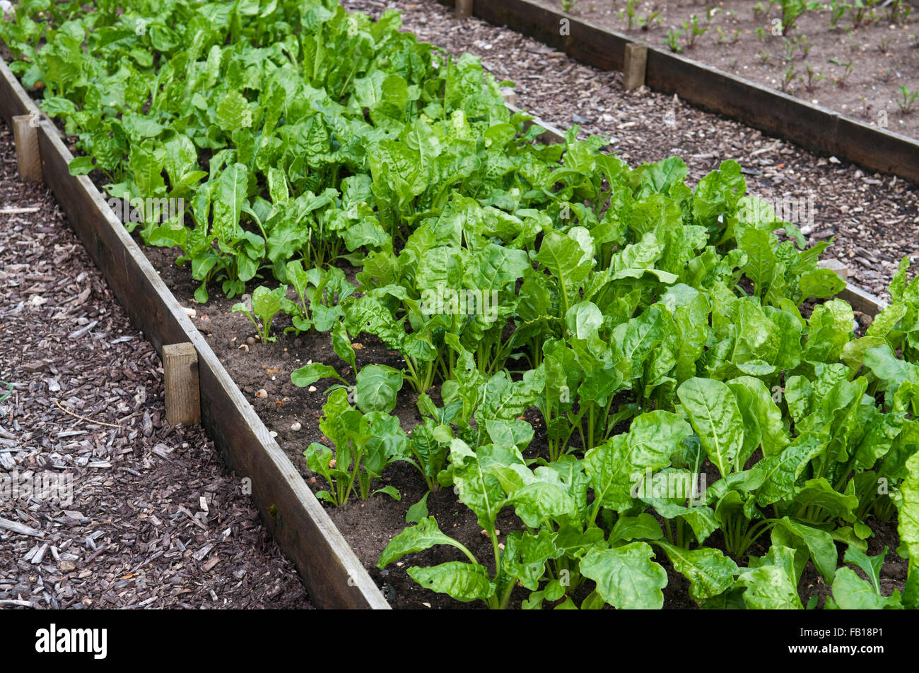 Beta vulgaris cicla var flavescens -Fotos und -Bildmaterial in hoher ...