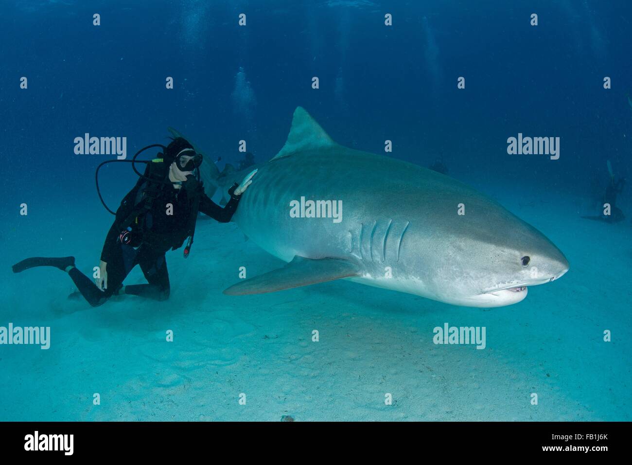 Diver In Wet Suit Stockfotos und -bilder Kaufen - Alamy