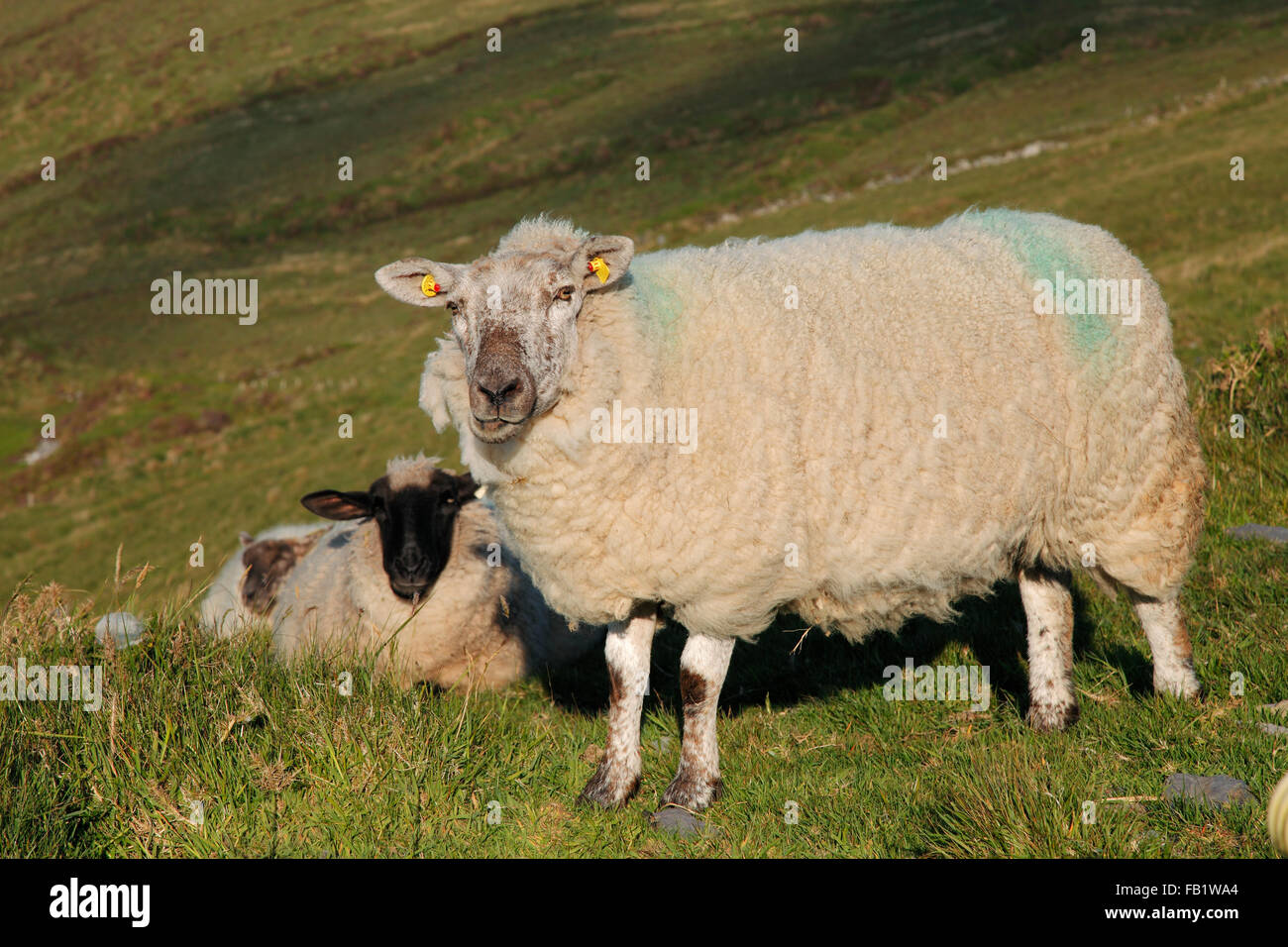 Suffolk Sheep Breed Stockfotos und -bilder Kaufen - Alamy