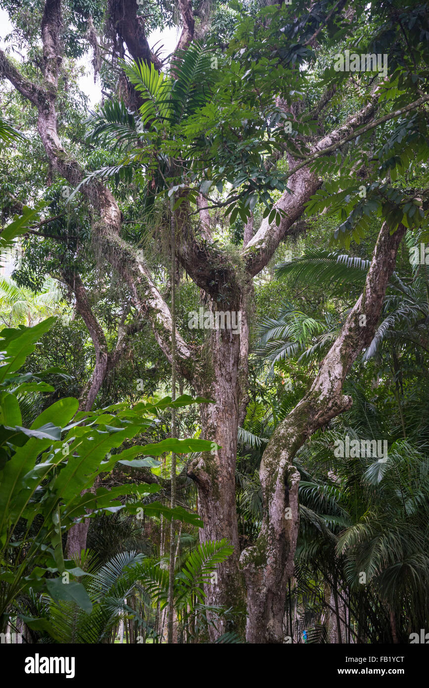 Pau brasil -Fotos und -Bildmaterial in hoher Auflösung – Alamy