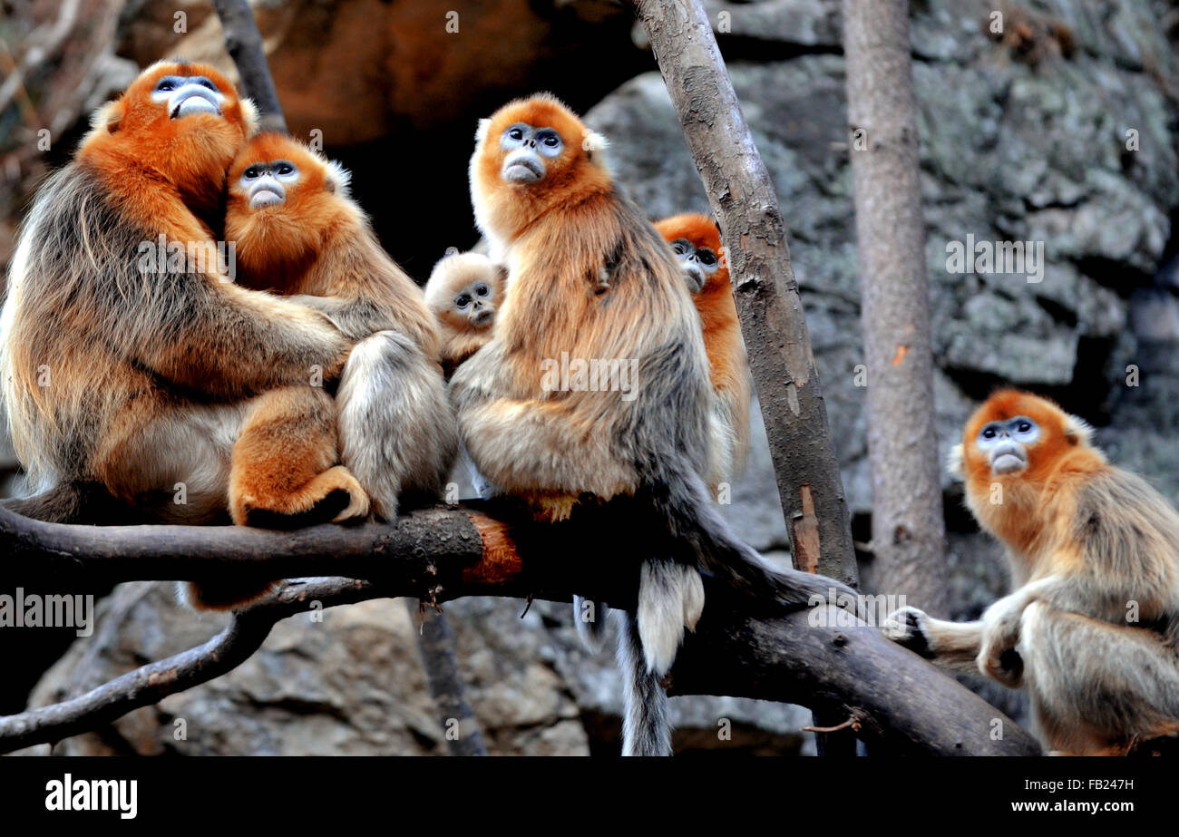 Riesenpanda ming ming -Fotos und -Bildmaterial in hoher Auflösung – Alamy