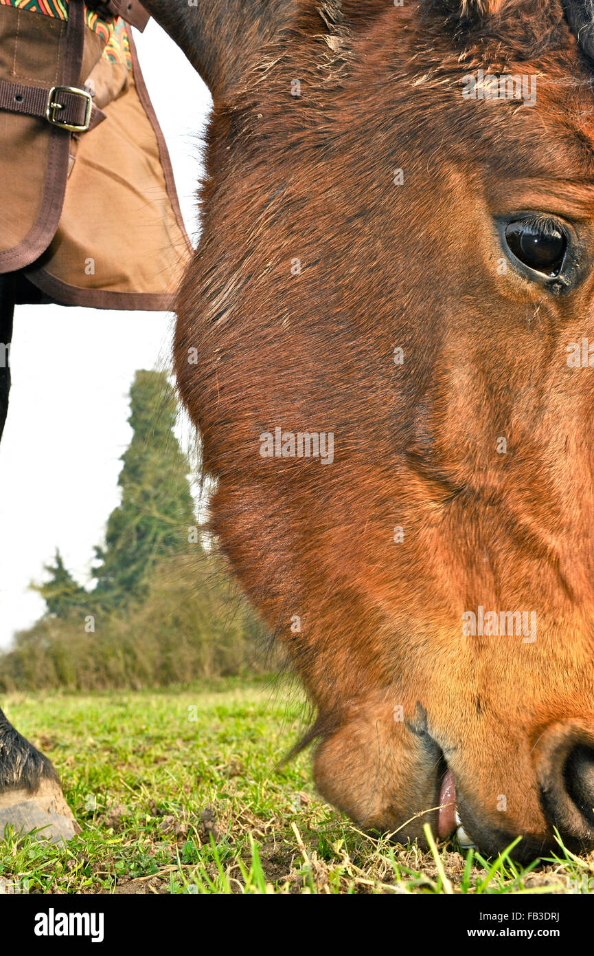 Horse eating close up detail -Fotos und -Bildmaterial in hoher ...