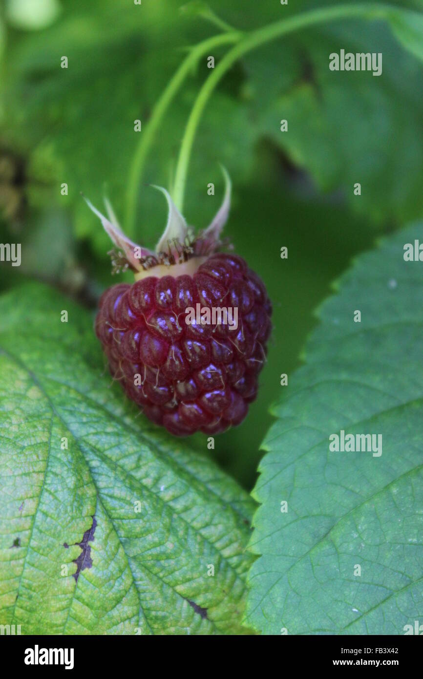 Glitzerndes fell -Fotos und -Bildmaterial in hoher Auflösung – Alamy