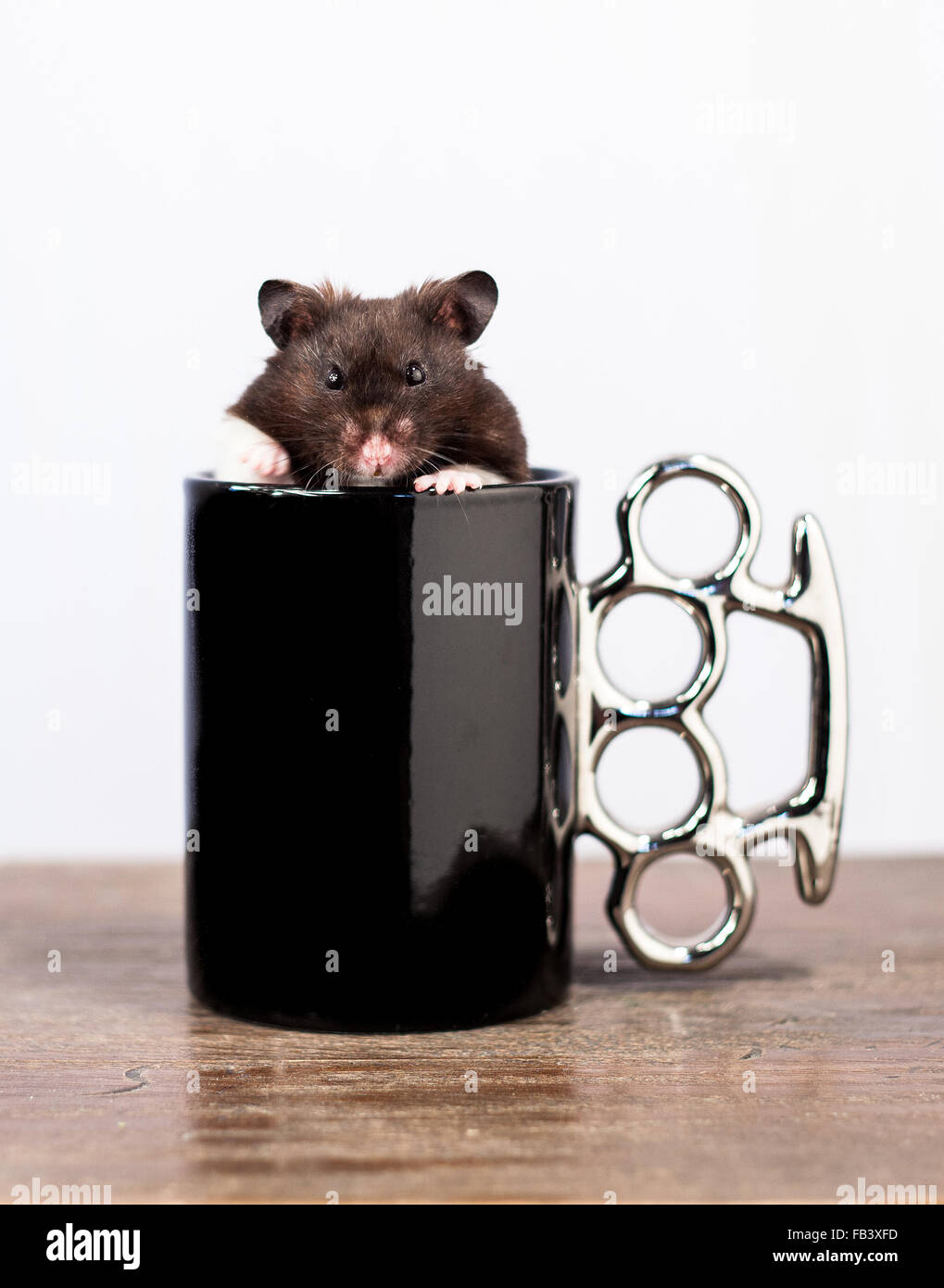 Syrische schwarz und weißen Hamster in einem Becher mit einem Knuckle ...