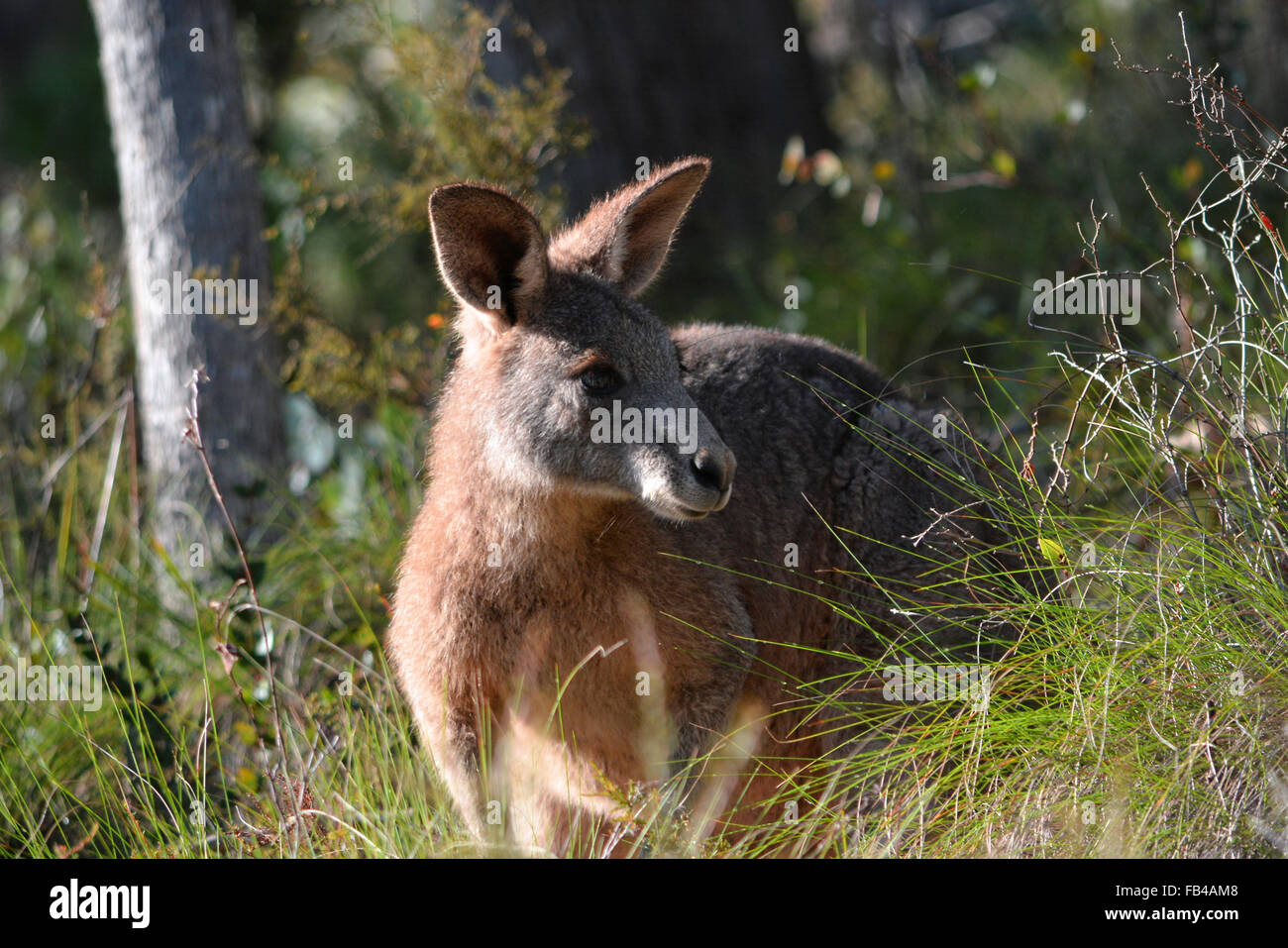 Skippy das buschkänguru -Fotos und -Bildmaterial in hoher Auflösung – Alamy