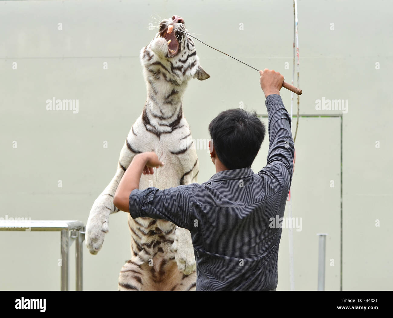 Tierpfleger Ausbildung weißen Königstiger zeigen Stockfotografie - Alamy