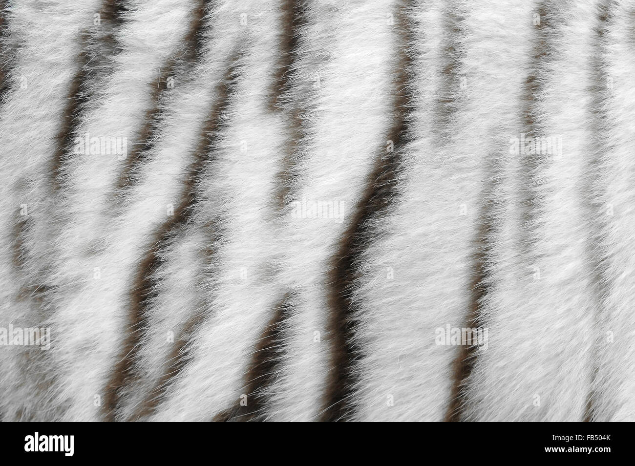 echter weißer Bengal Tiger Fell Textur Stockfotografie - Alamy
