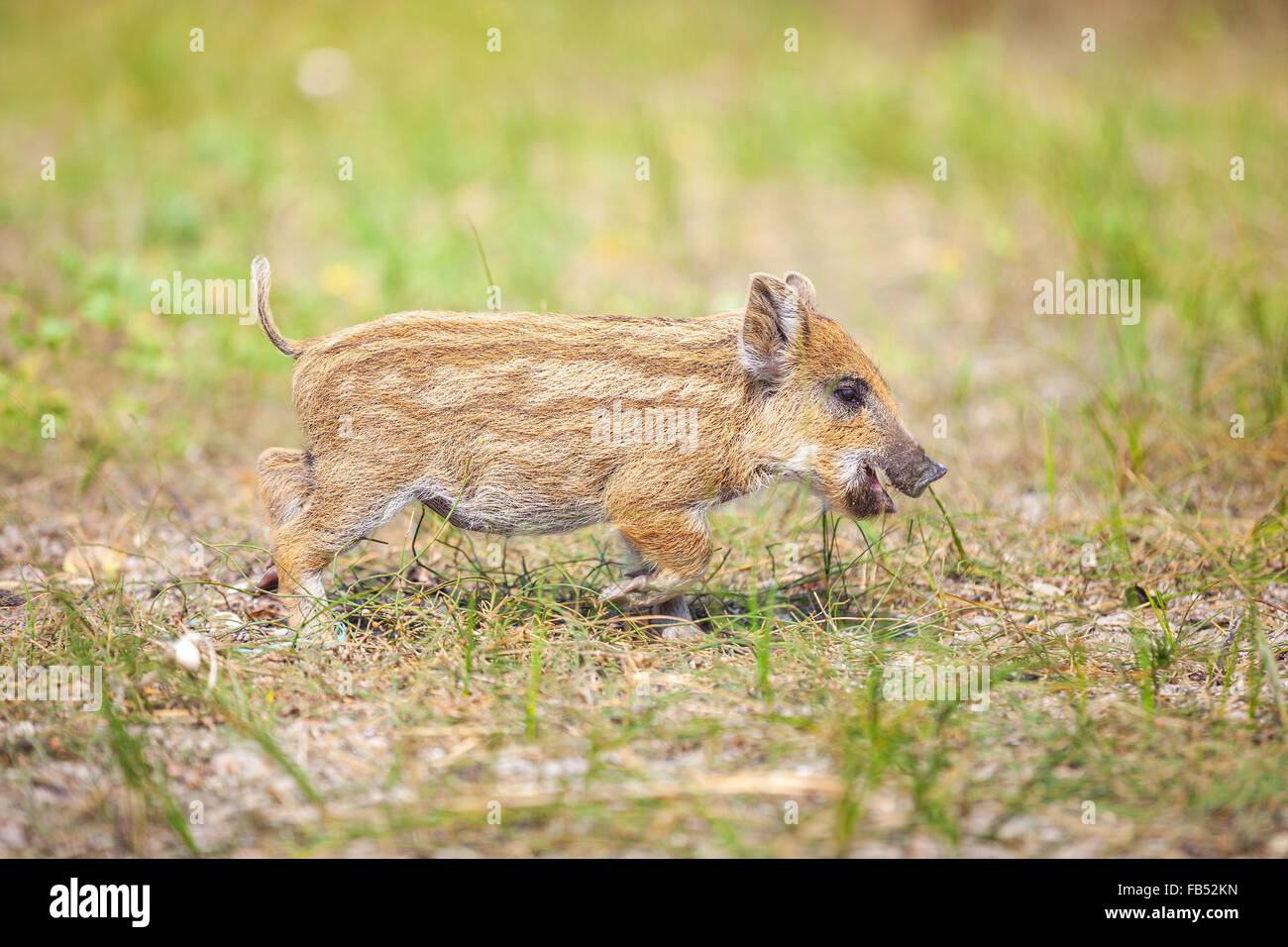 Wildschwein wildschwein ferkel -Fotos und -Bildmaterial in hoher ...