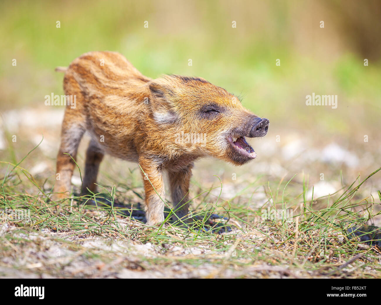 Wildschwein wildschwein ferkel -Fotos und -Bildmaterial in hoher ...