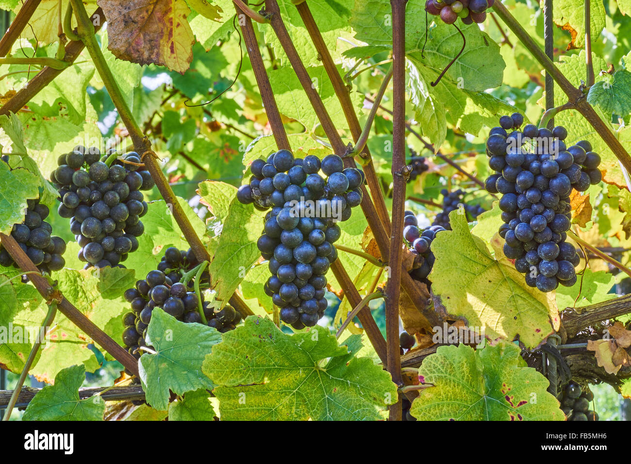Reben reben weinberg weinbau weinanbau Stockfotos und -bilder Kaufen ...