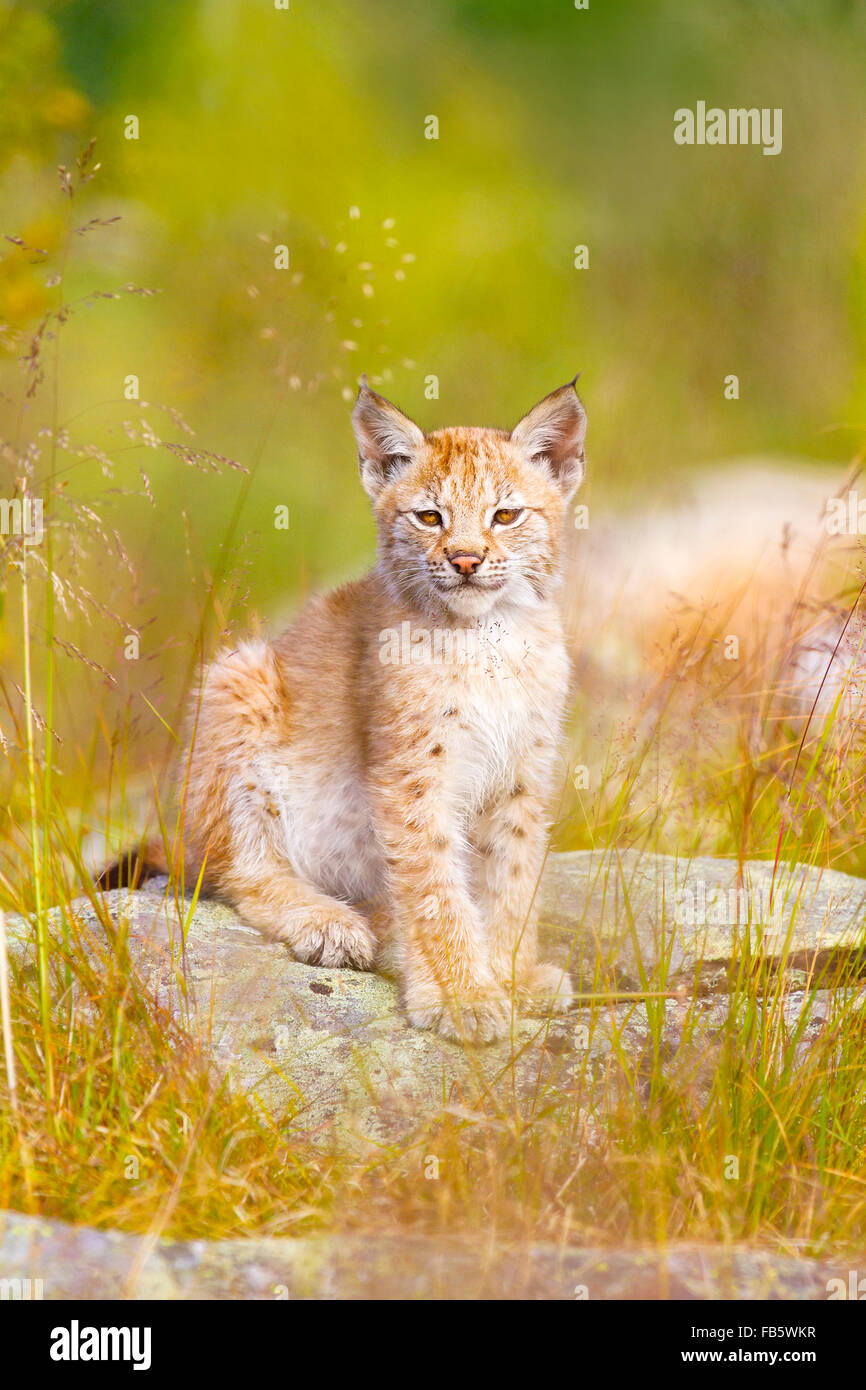 Niedliche Luchs Cub sitzt im Rasen Stockfotografie - Alamy