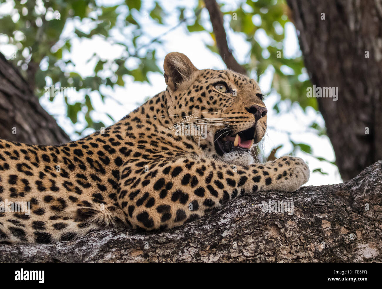 Ein leopard in einem baum -Fotos und -Bildmaterial in hoher Auflösung ...