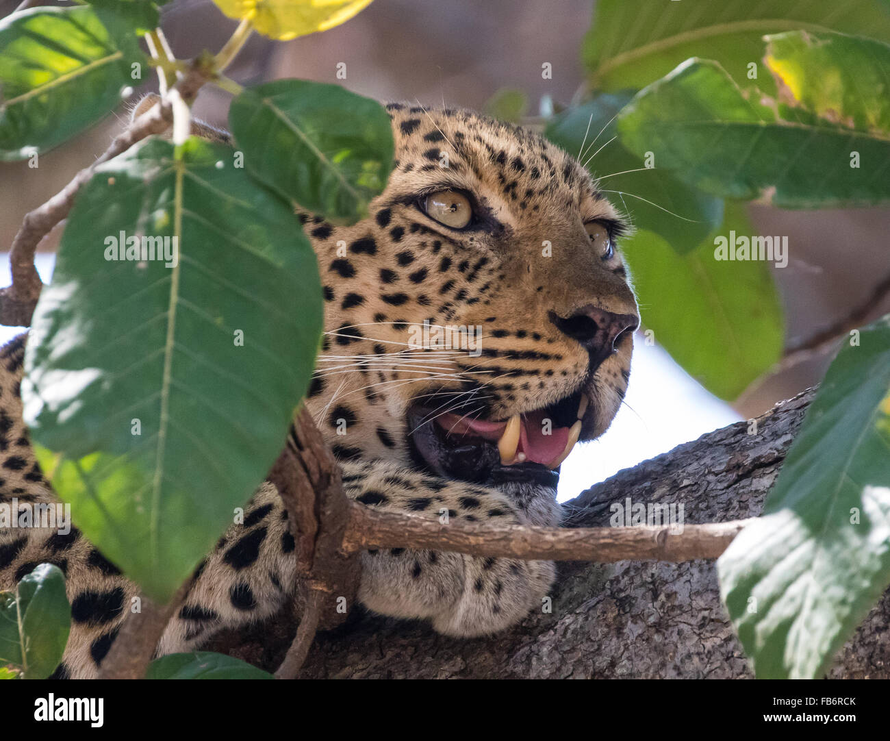 Leopard beute im baum -Fotos und -Bildmaterial in hoher Auflösung – Alamy