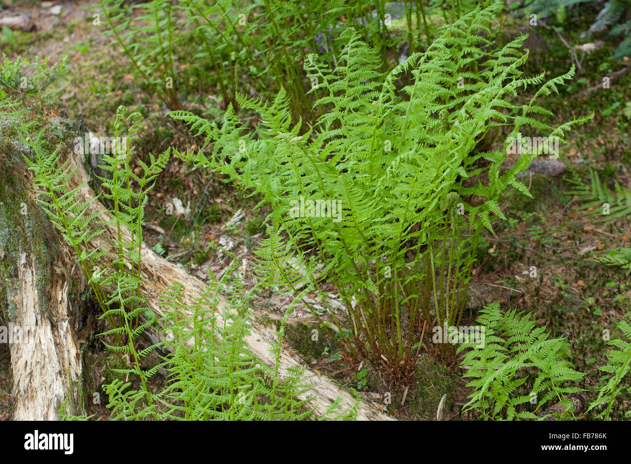 Filix femina -Fotos und -Bildmaterial in hoher Auflösung – Alamy