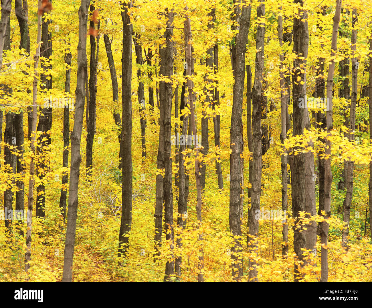 4 jahreszeiten -Fotos und -Bildmaterial in hoher Auflösung – Alamy 4 jahreszeiten -Fotos und -Bildmaterial in hoher Auflösung – Alamy