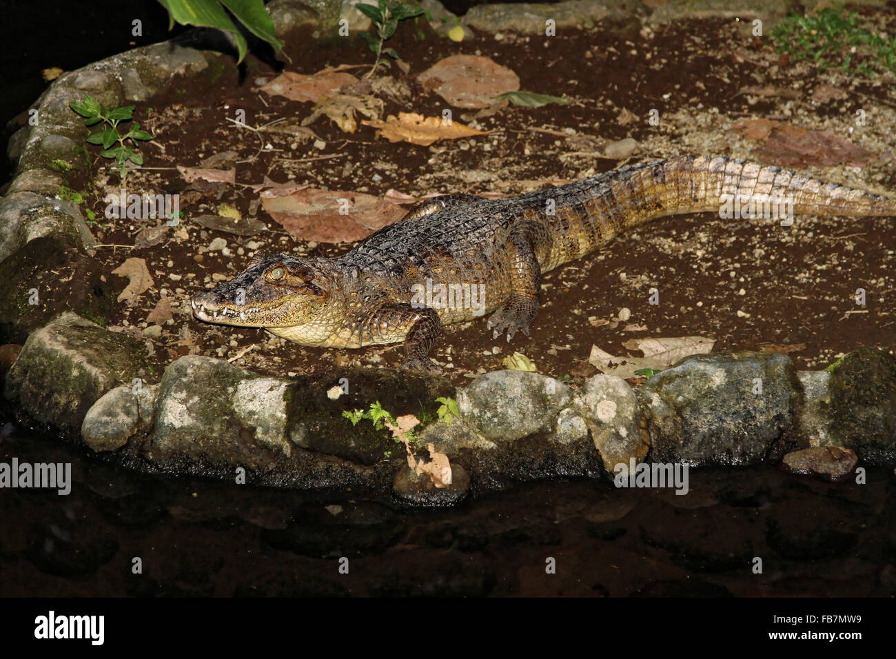 Kaiman eidechsen -Fotos und -Bildmaterial in hoher Auflösung – Alamy