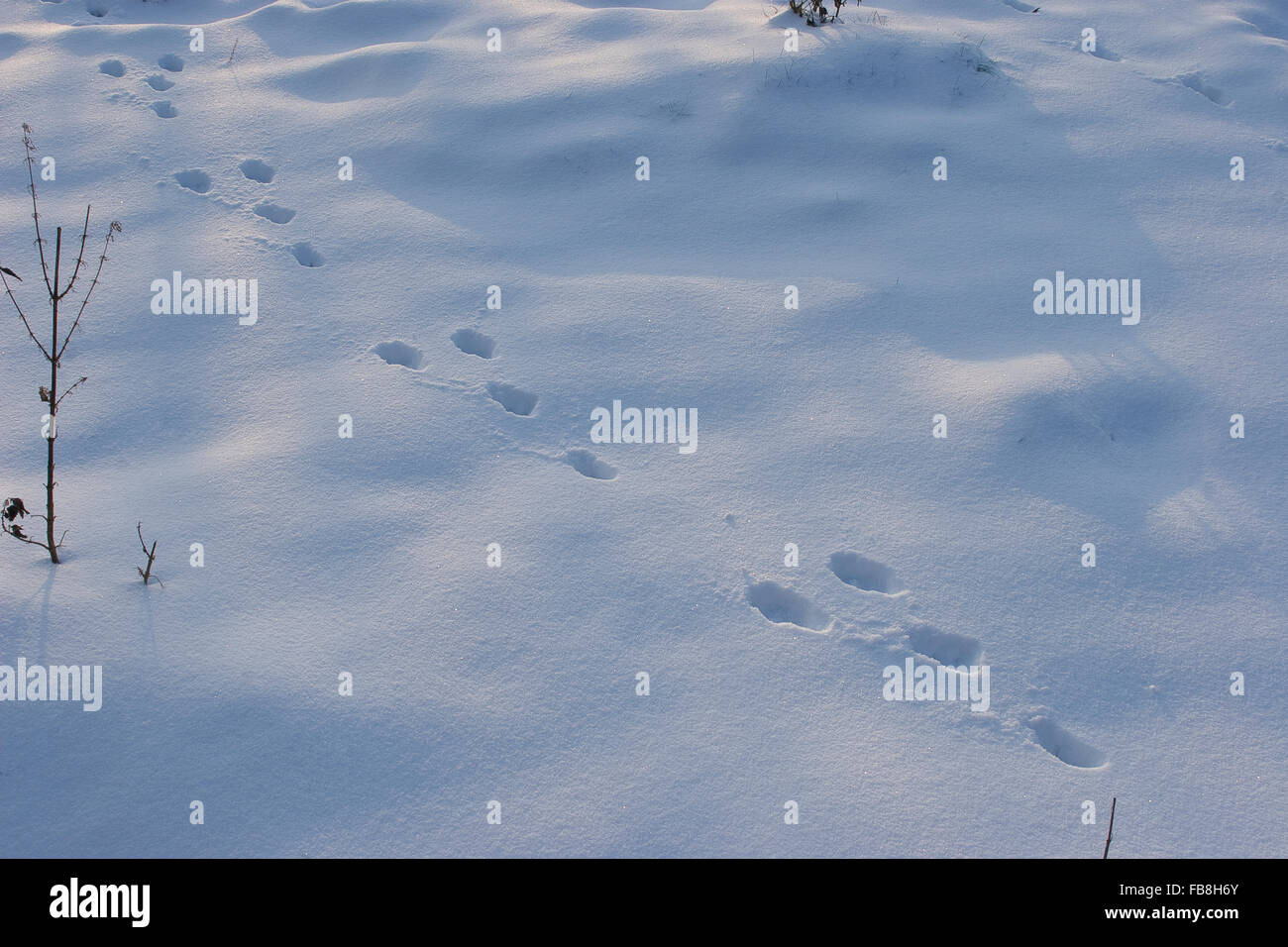 Braune Hasen, Mark, Zeichen, Spur, Schnee, Feldhase, Feld-Hase, Hase ...